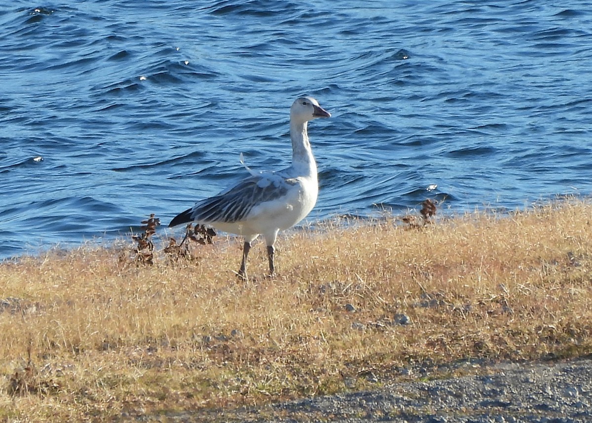 eBird Checklist - 6 Jan 2024 - Lake Pleasant--Two Cow Cove - 10 species ...