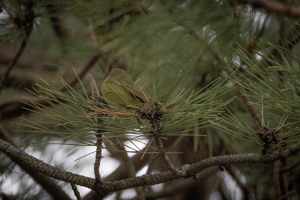 eBird Checklist - 6 Jan 2024 - Euclid Creek Reservation--Euclid Beach ...
