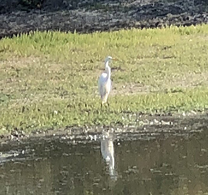 eBird Checklist - 5 Sep 2023 - Levee Pond Park 7400 48th St E Fife, WA ...