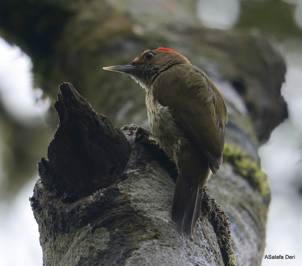 Elliot's Woodpecker (Elliot's) - eBird