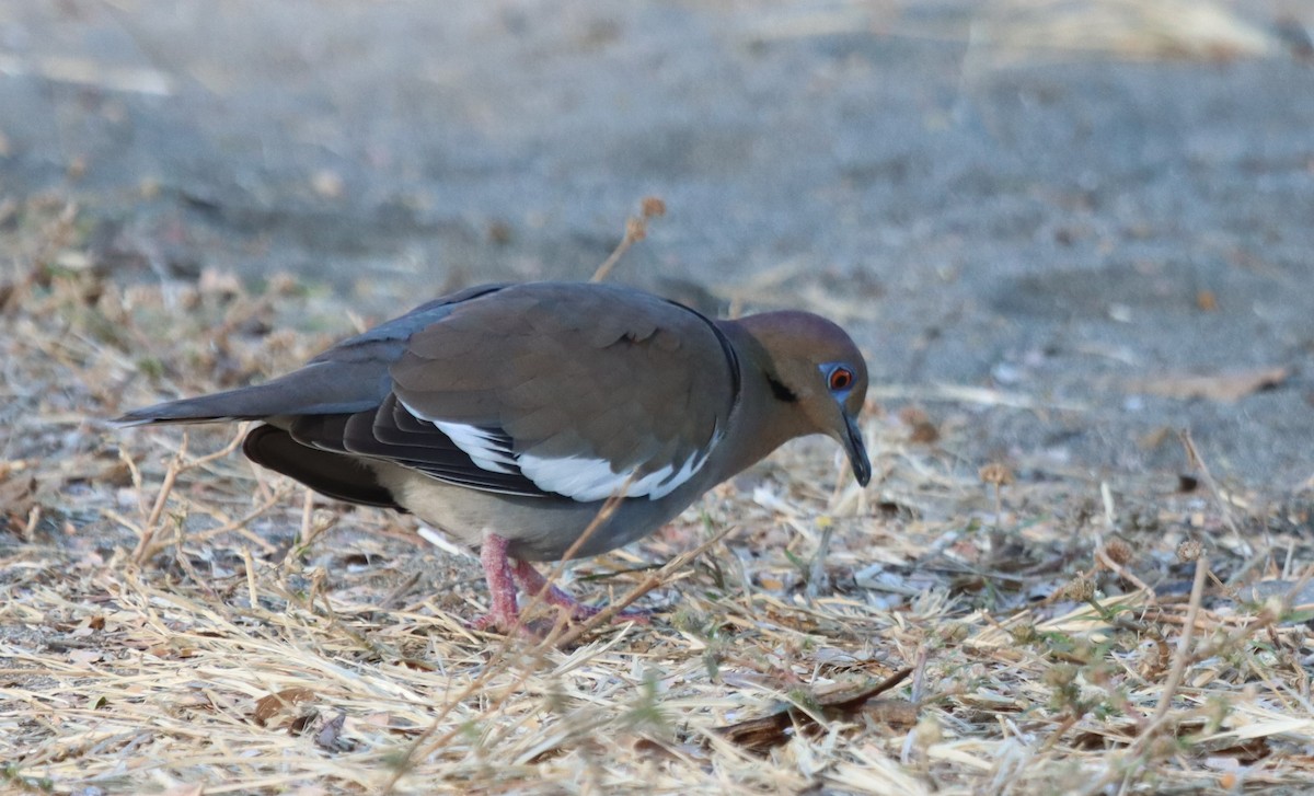 eBird Checklist - 23 Jan 2021 - Rui Guanacaste Route - 26 species (+1 ...