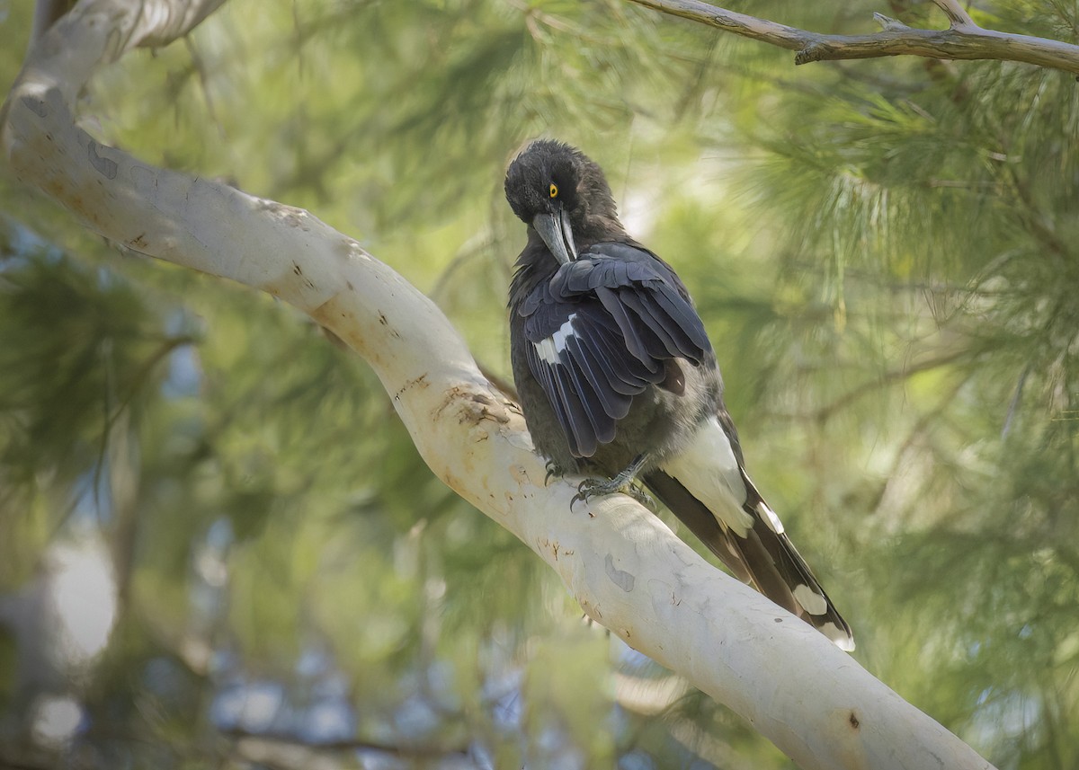 eBird Checklist - 6 Jan 2024 - Gordon Flying Fox Reserve - 10 species