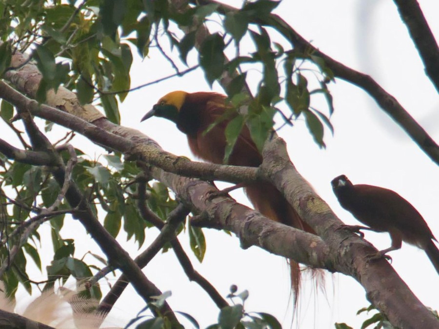 Raggiana x Greater Bird-of-Paradise (hybrid) - eBird