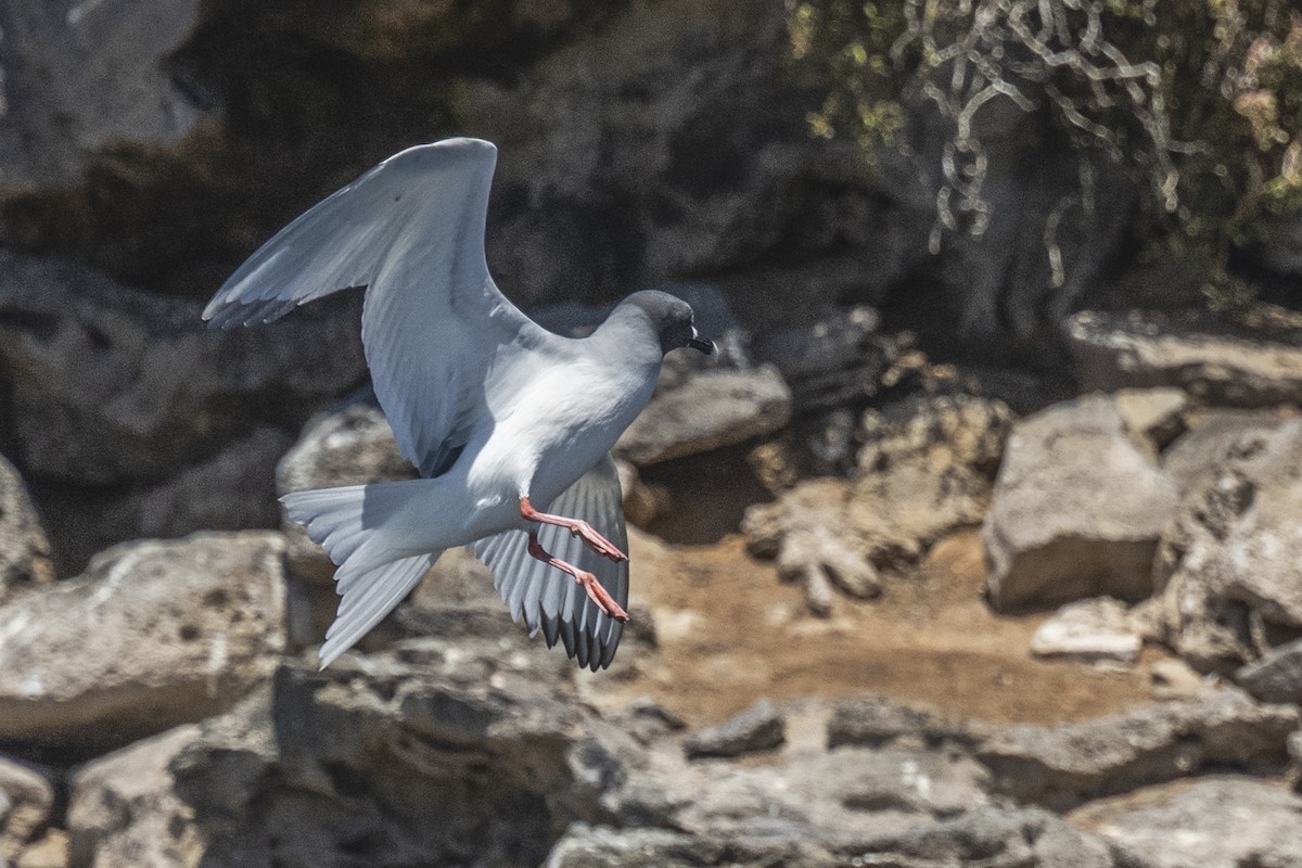 eBird Checklist - 17 Oct 2023 - San Cristóbal--Islote Pitt - 7 species