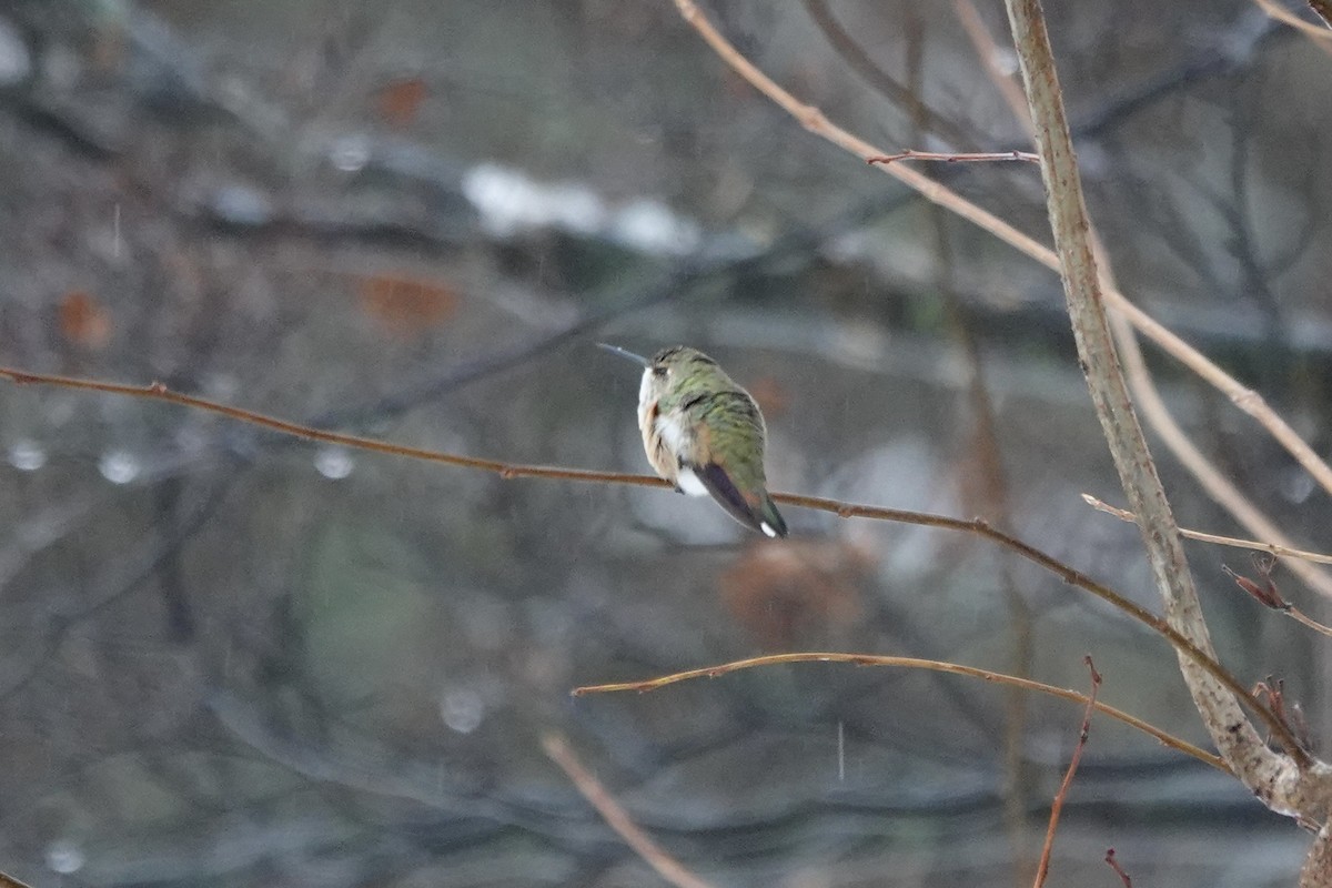 eBird Checklist - 7 Jan 2024 - Montgomery Pinetum, Cos Cob - 2 species