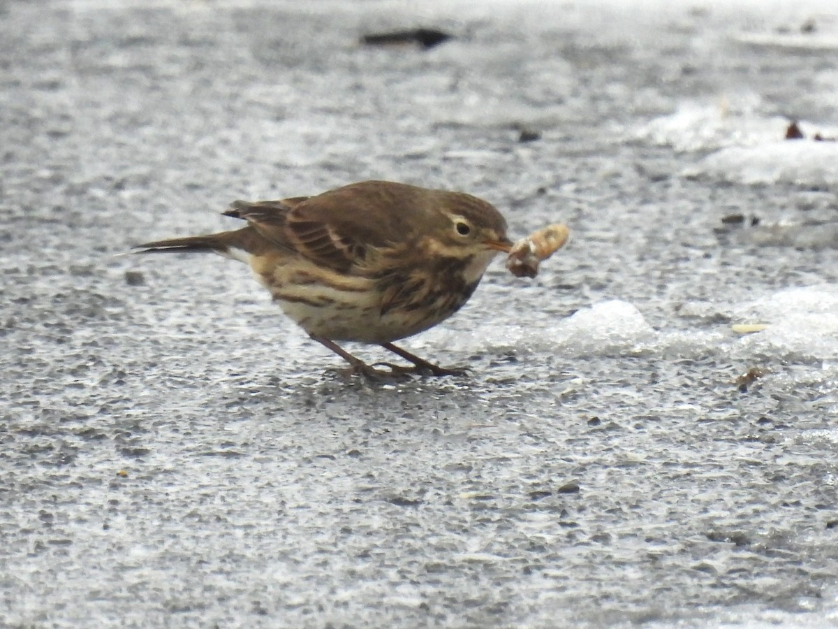 eBird Checklist - 7 Jan 2024 - Meadow Ln. / Forney Rd. fields - 5 species