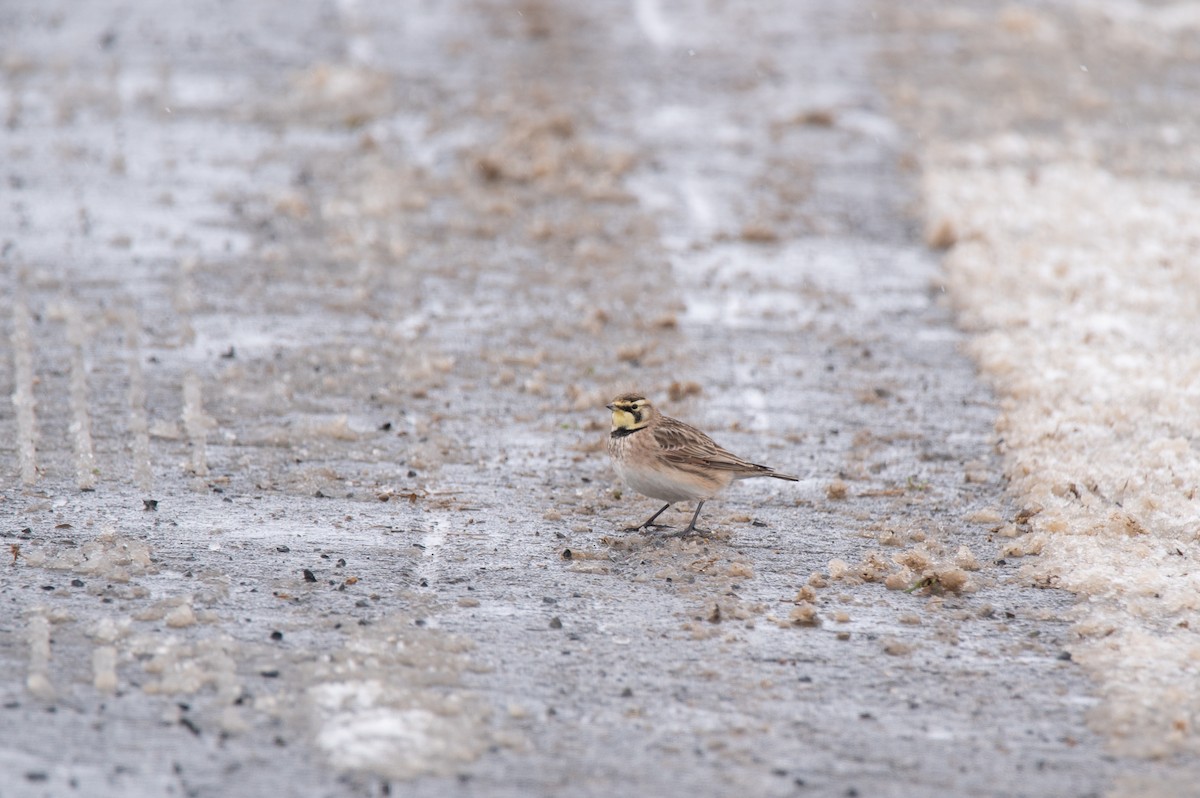 eBird Checklist - 7 Jan 2024 - Mertz Rd. Flooded Field - 7 species