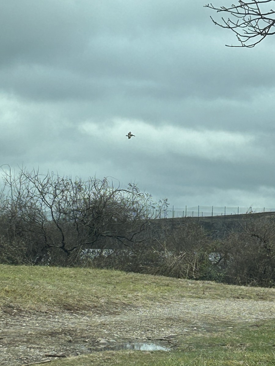 Pennsylvania Bird Atlas Checklist - 7 Jan 2024 - Van Sciver Lake (restricted access) - 6 species ...