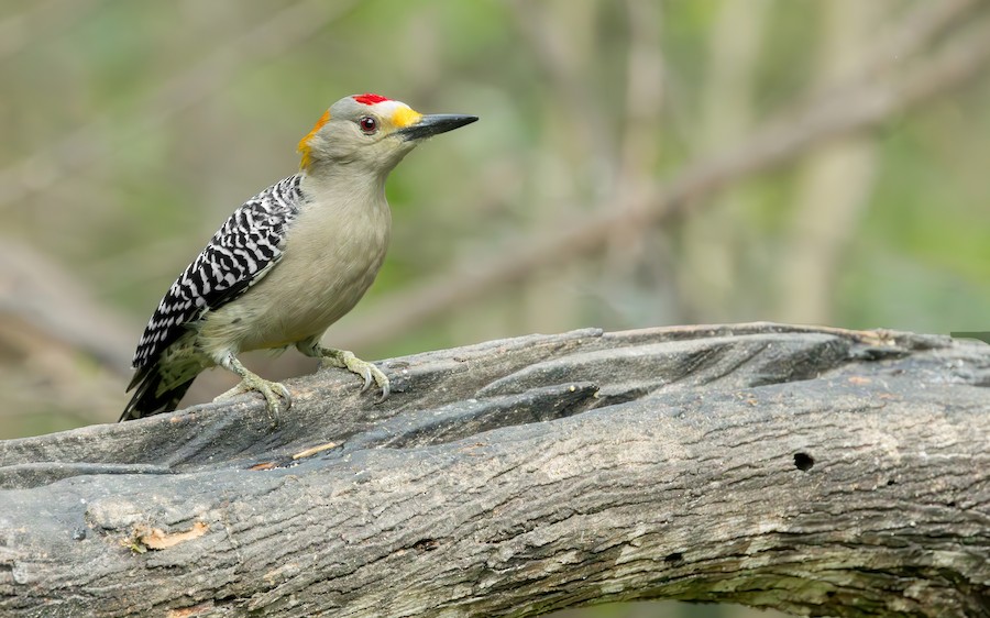 Carpintero Cheje (grupo aurifrons) - eBird