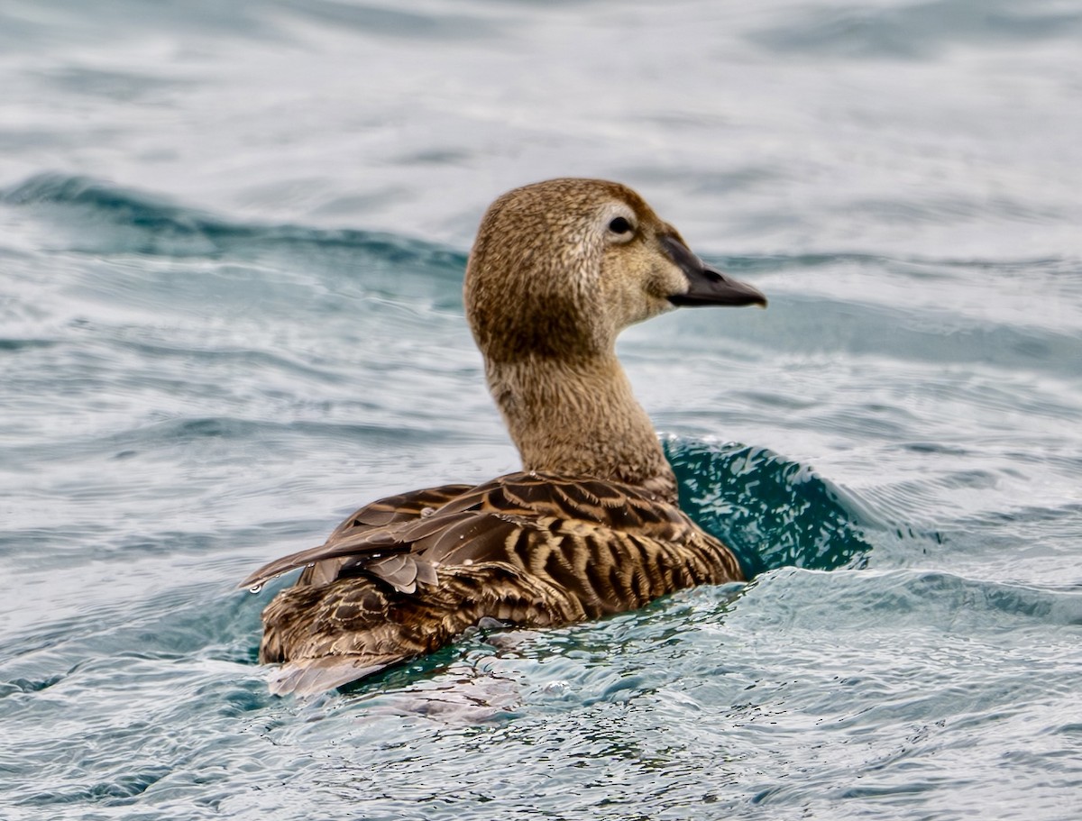 eBird Checklist - 7 Jan 2024 - Pelagic Addicts Inshore Leg 2 - 1/7/24 - 10 species