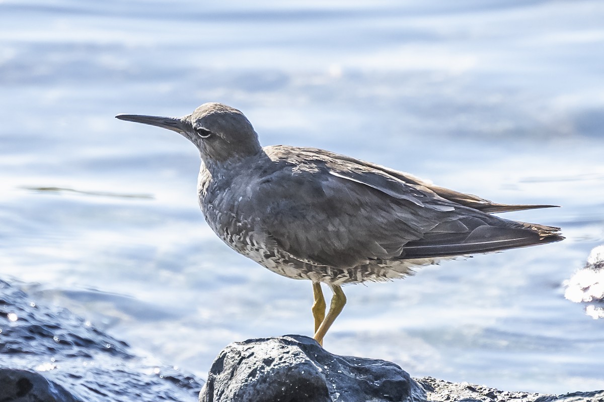 eBird Checklist - 18 Oct 2023 - San Cristóbal--Playa Punta Carola y ...