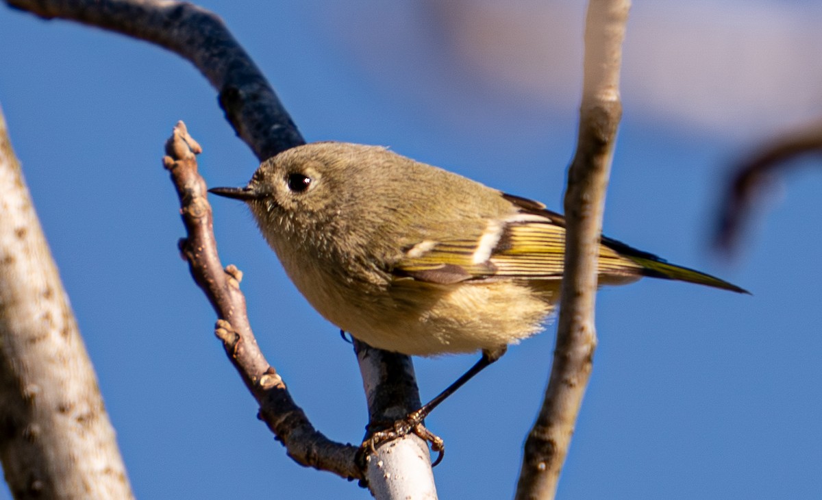 North Carolina Bird Atlas Checklist - 2 Jan 2024 - 211-189 Mikes Mountain Road, Union Mills ...
