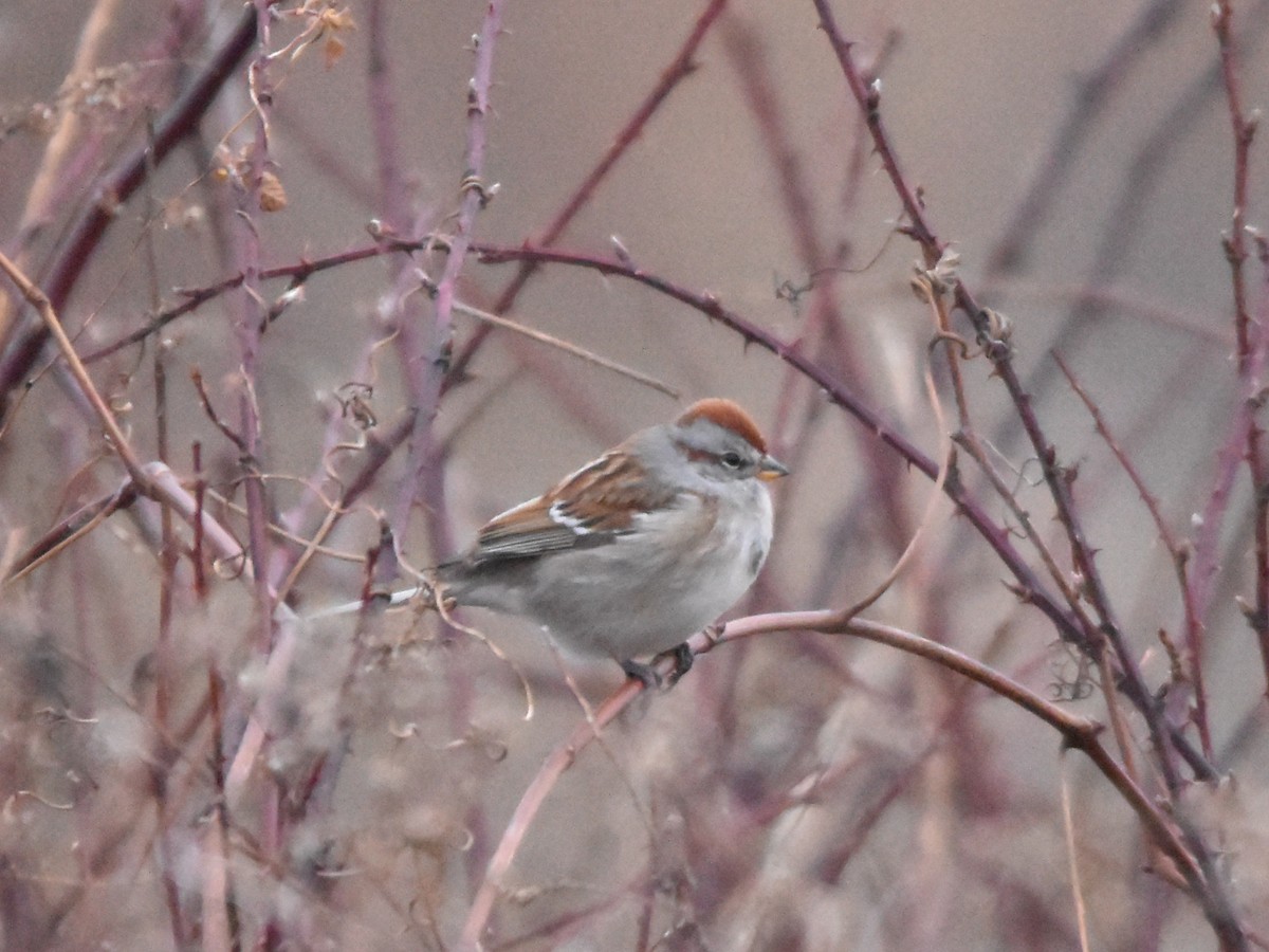Mass Audubon eBird Checklist - 6 Jan 2024 - Burrage Pond WMA - 16 species