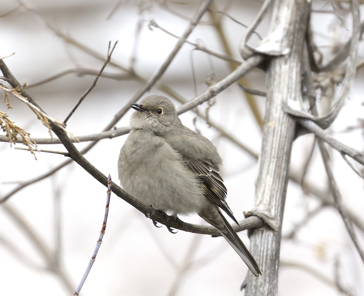 eBird Checklist - 7 Jan 2024 - Kaposia Landing - 4 species