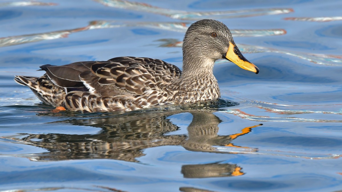 Ag Eitilt Scáthchruth Lacha Mallard Farmers Join Project To Reverse