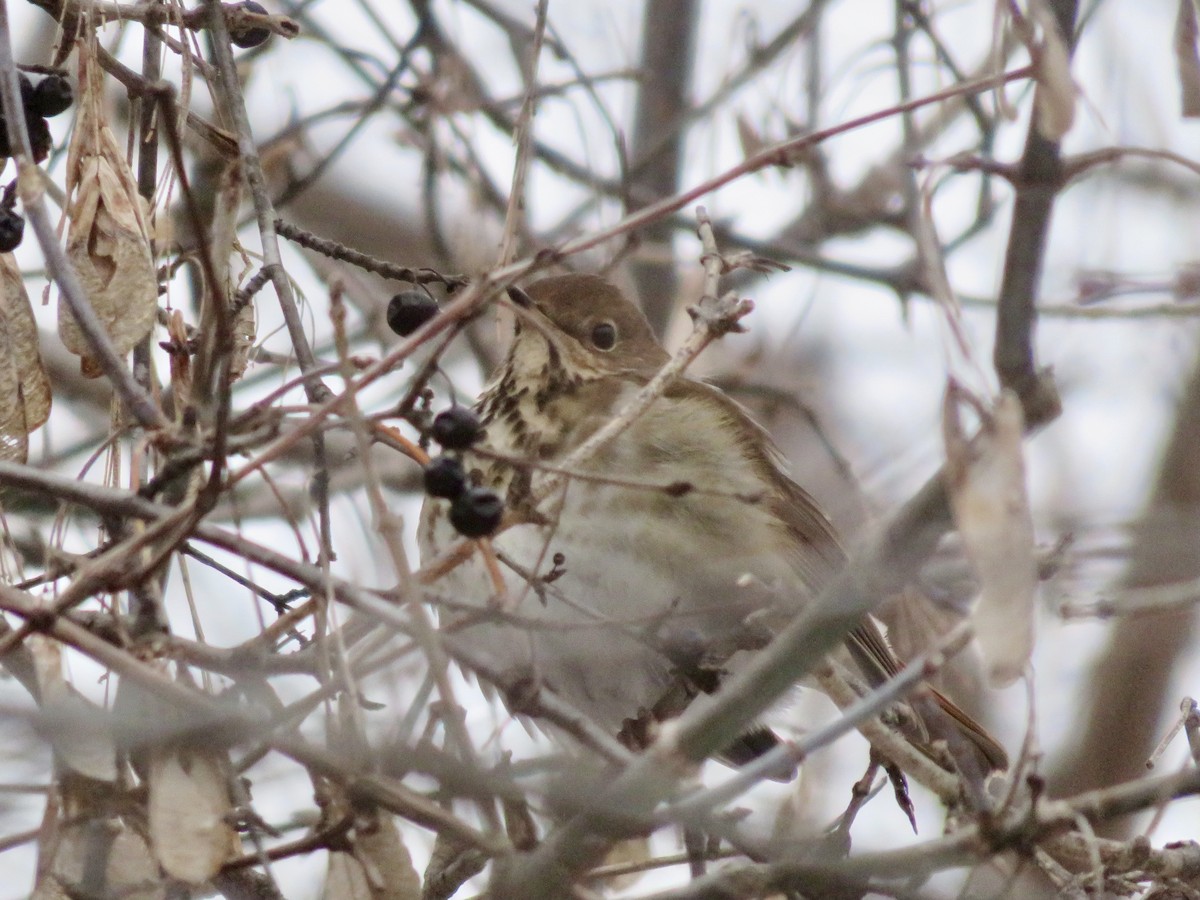 eBird Checklist - 7 Jan 2024 - Parc du Lac-Leamy - 11 species