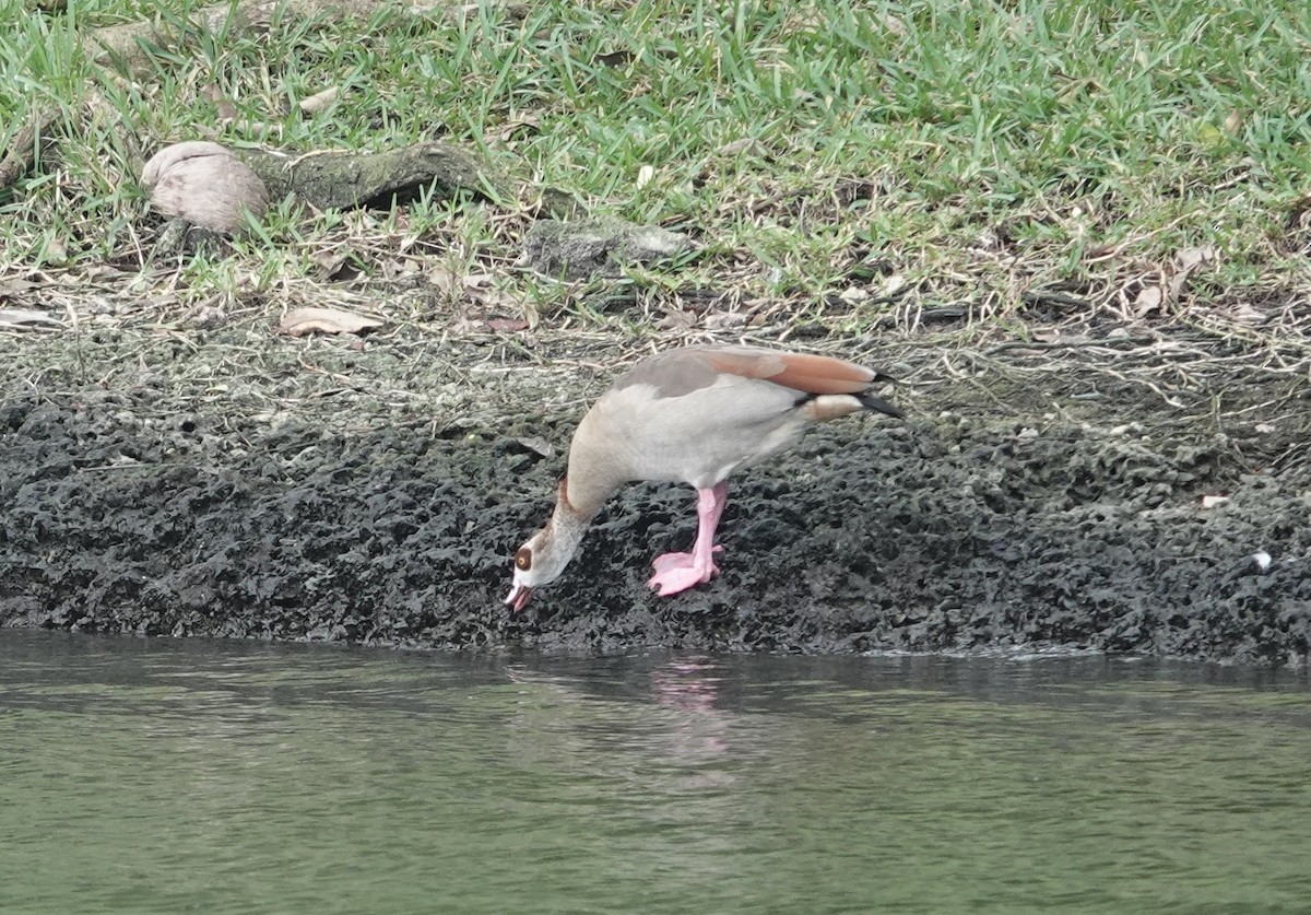 eBird Checklist - 7 Jan 2024 - University of Miami--main campus - 14 ...