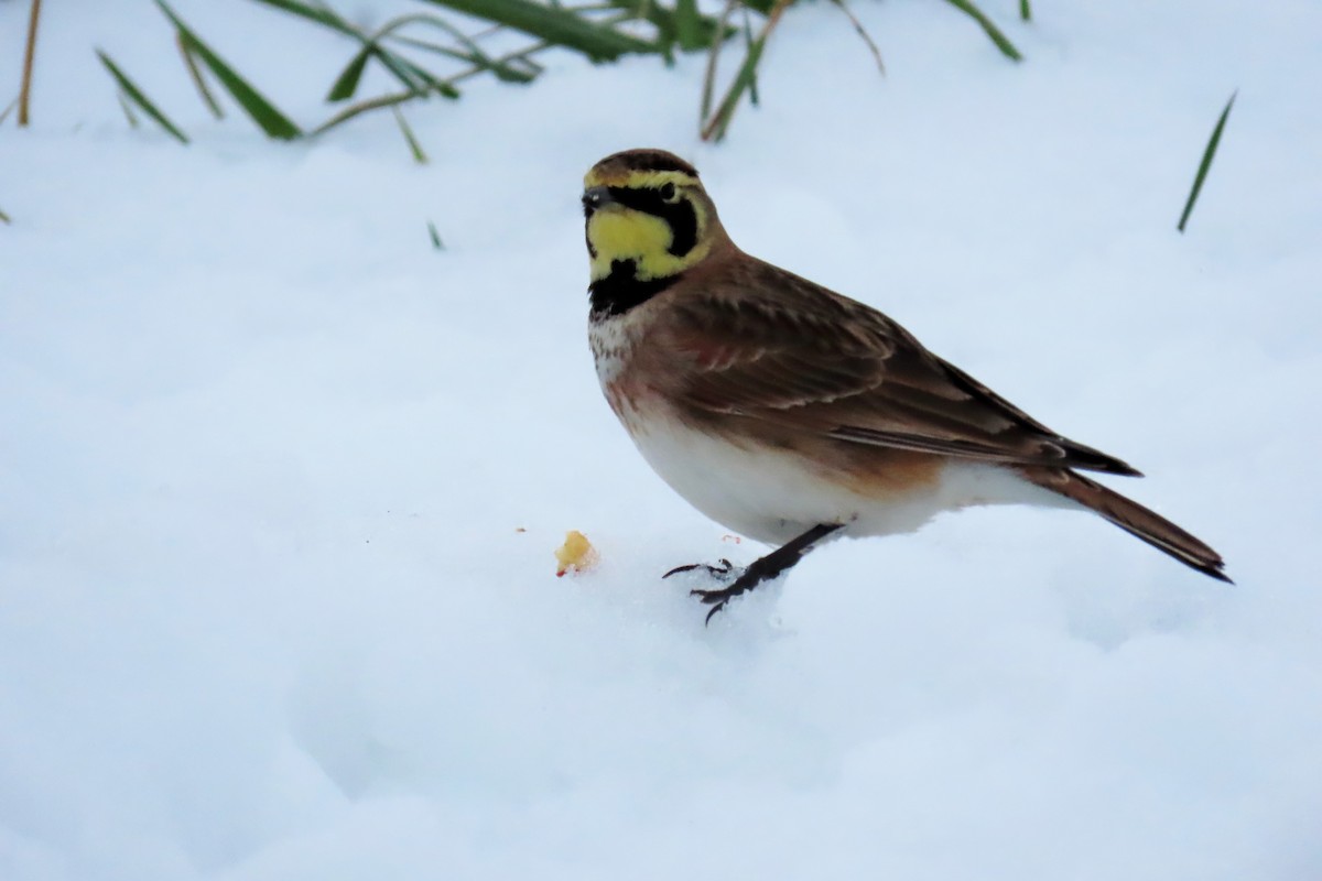 Pennsylvania Bird Atlas Checklist - 7 Jan 2024 - Mertz Rd. Flooded Field - 4 species