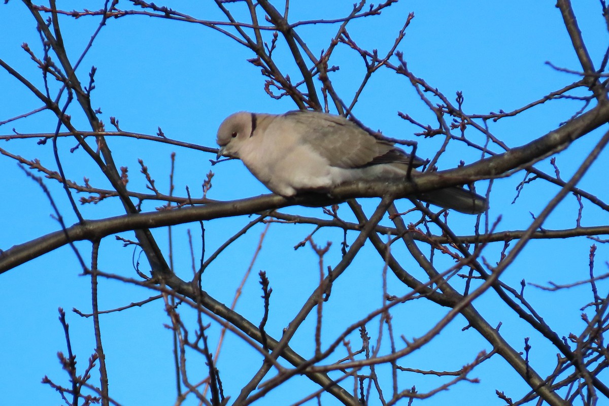 Pennsylvania Bird Atlas Checklist - 4 Jan 2024 - stakeout Eurasian Collared-Doves, Shartlesville ...