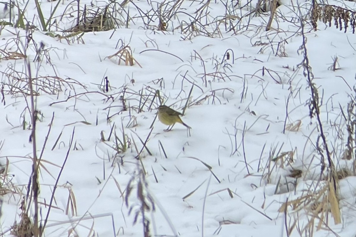 Pennsylvania Bird Atlas Checklist - 7 Jan 2024 - Center School Rd, Perkasie US-PA - 39 species