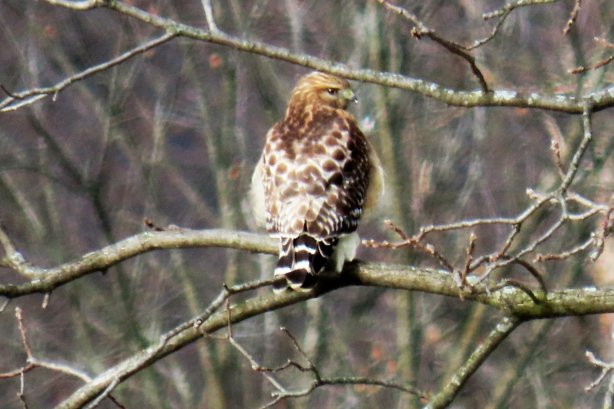 Pennsylvania Bird Atlas Checklist - 4 Jan 2024 - Bernville CBC Section A (NW) - 35 species