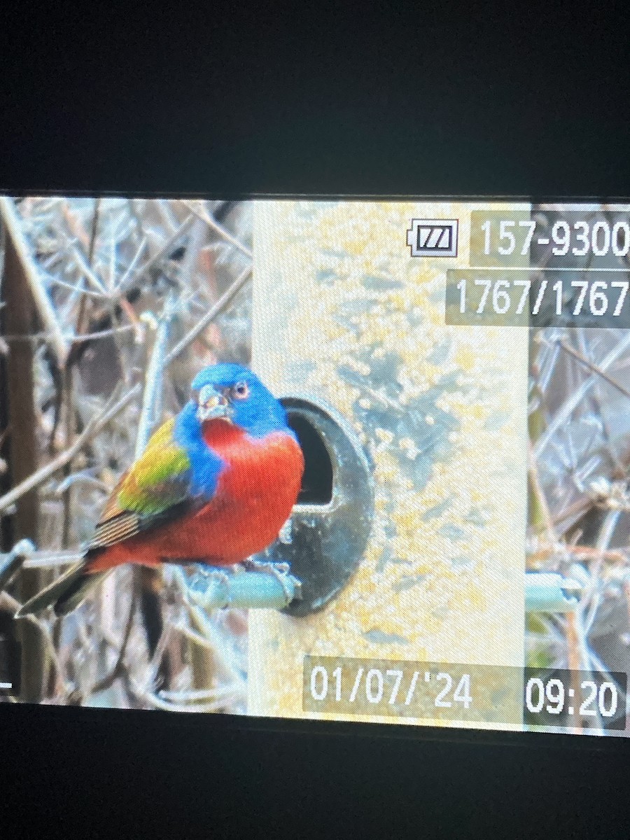 eBird Checklist - 7 Jan 2024 - Cape Island - Foster Home - 27 species