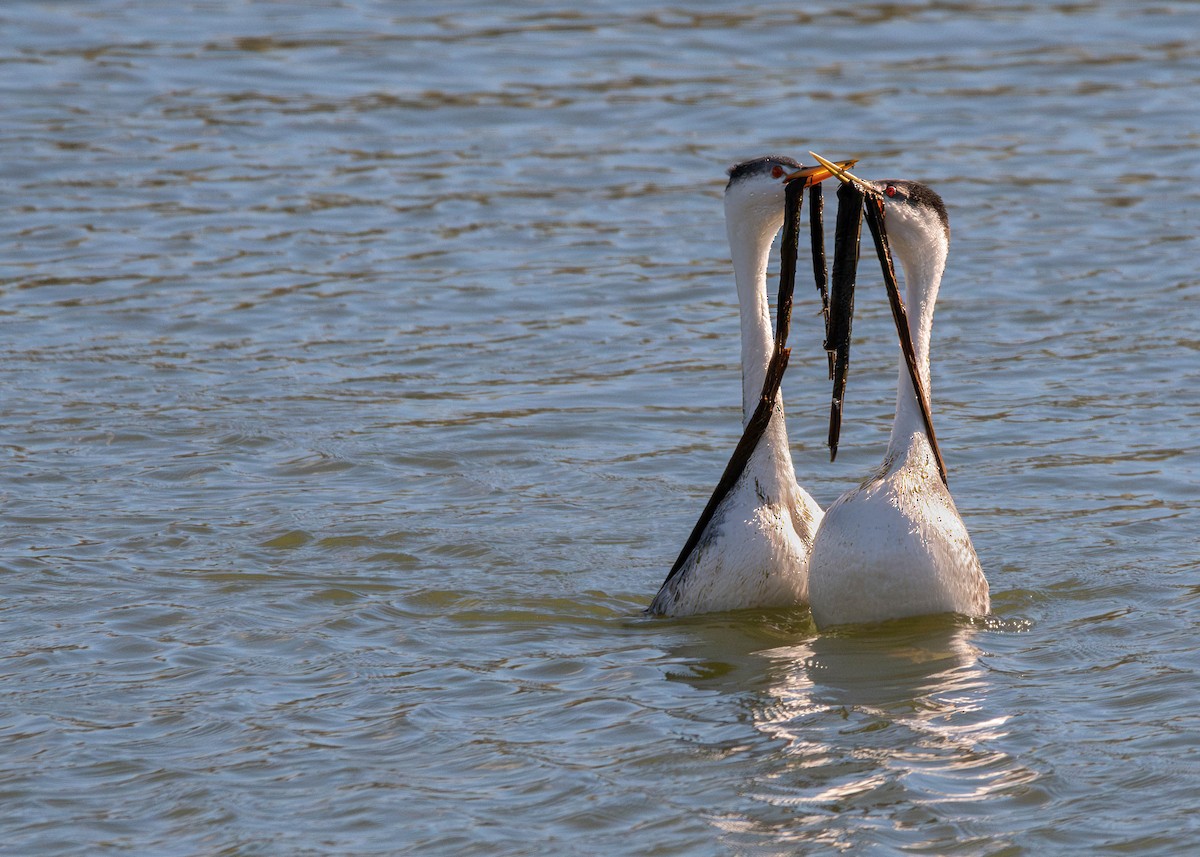 Grèbe élégant ou G. à face blanche - eBird