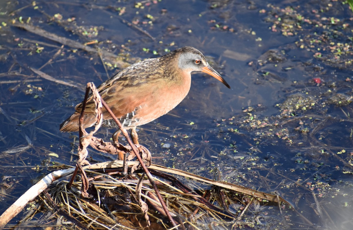 eBird Checklist - 7 May 2023 - Magee Marsh--Boardwalk - 60 species