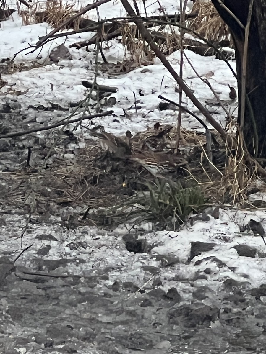 Pennsylvania Bird Atlas Checklist - 7 Jan 2024 - Yard, Perkiomenville - 21 species