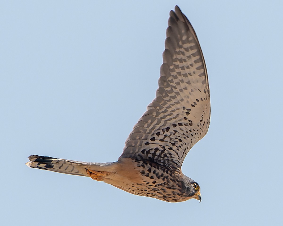 Common Kestrel (Rufescent) - eBird