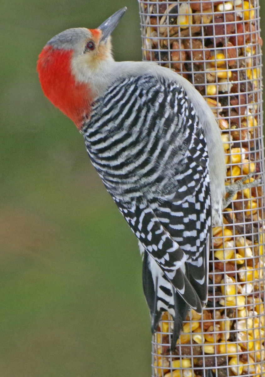 eBird Checklist - 5 Jan 2024 - Bill's Backyard - 12 species
