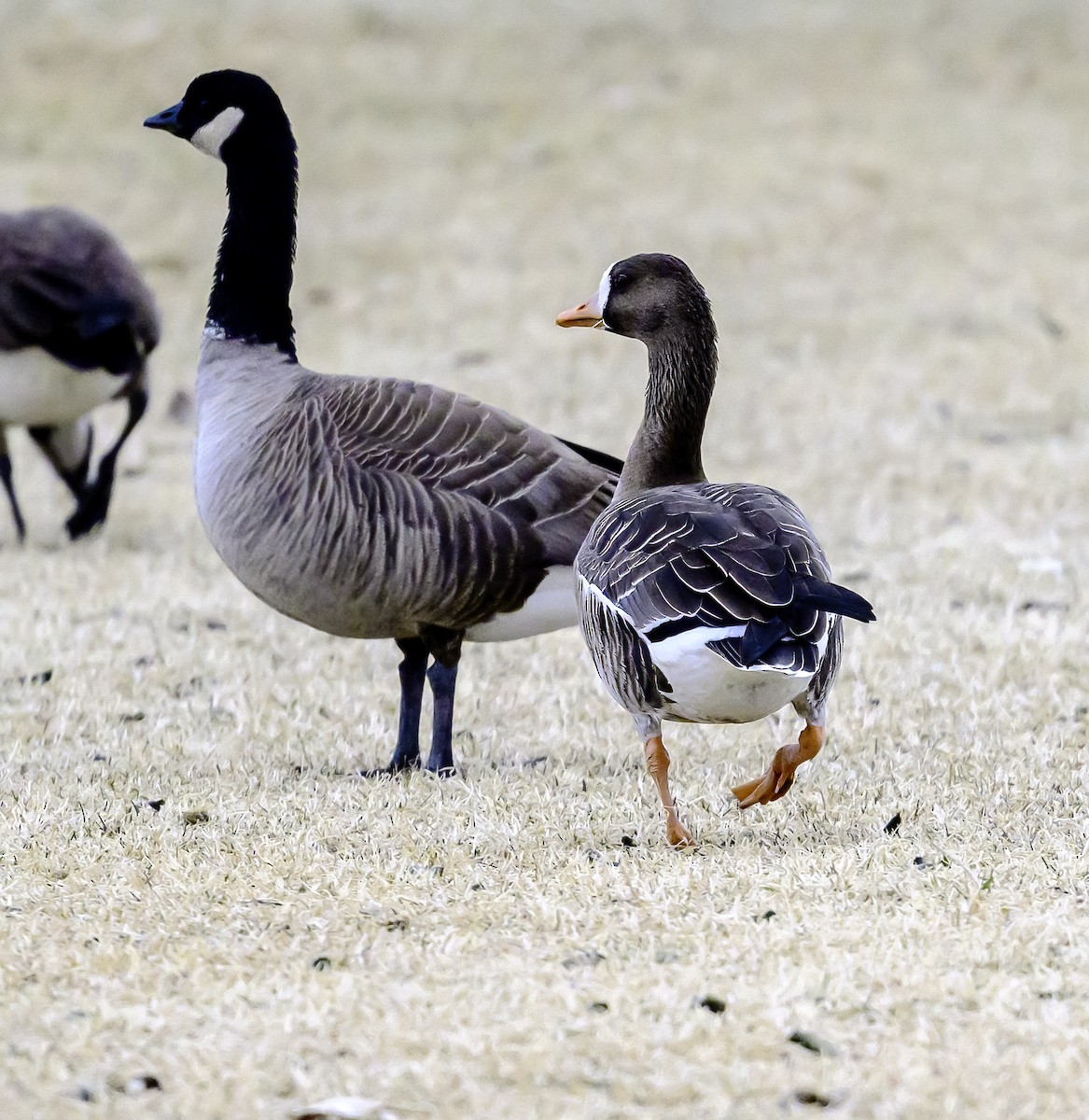 eBird Checklist - 7 Jan 2024 - Balloon Fiesta Park - 1 species
