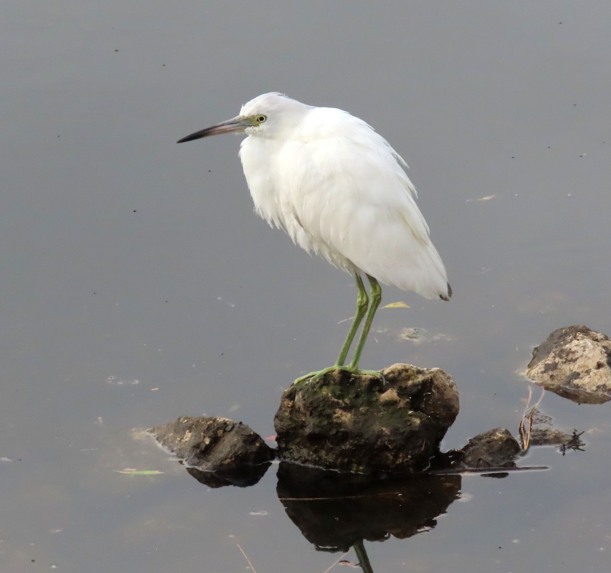 eBird Checklist - 7 Jan 2024 - Sugden Regional Park - 29 species