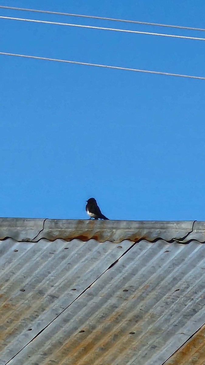 eBird Checklist - 7 Jan 2024 - Toppenish NWR - 29 species