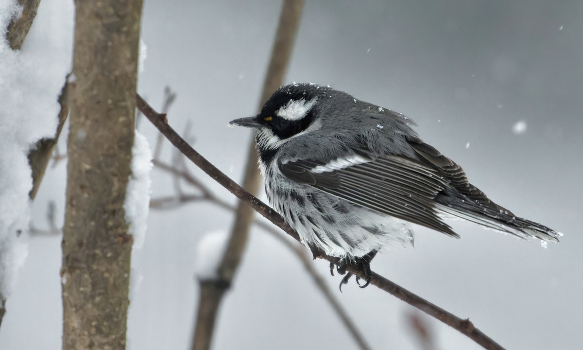 eBird Checklist - 7 Jan 2024 - 66 Mountain Spring Rd, Tolland - 1 species