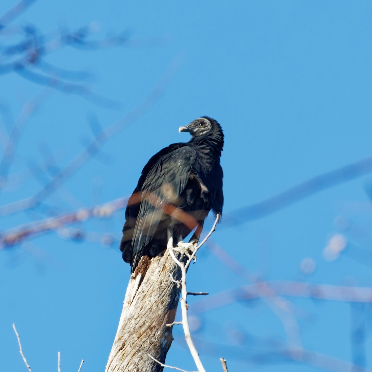 eBird Checklist - 7 Jan 2024 - Deep Bottom Boat Ramp - 6 species