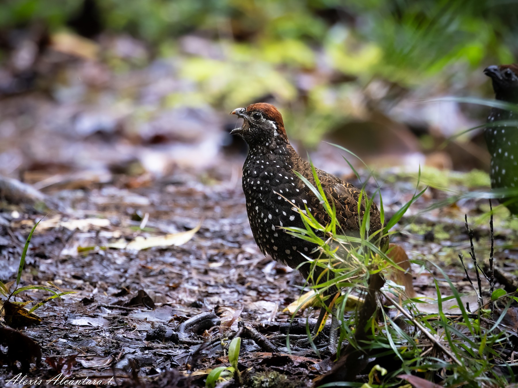 Pasco Wood-Quail (undescribed form) - eBird