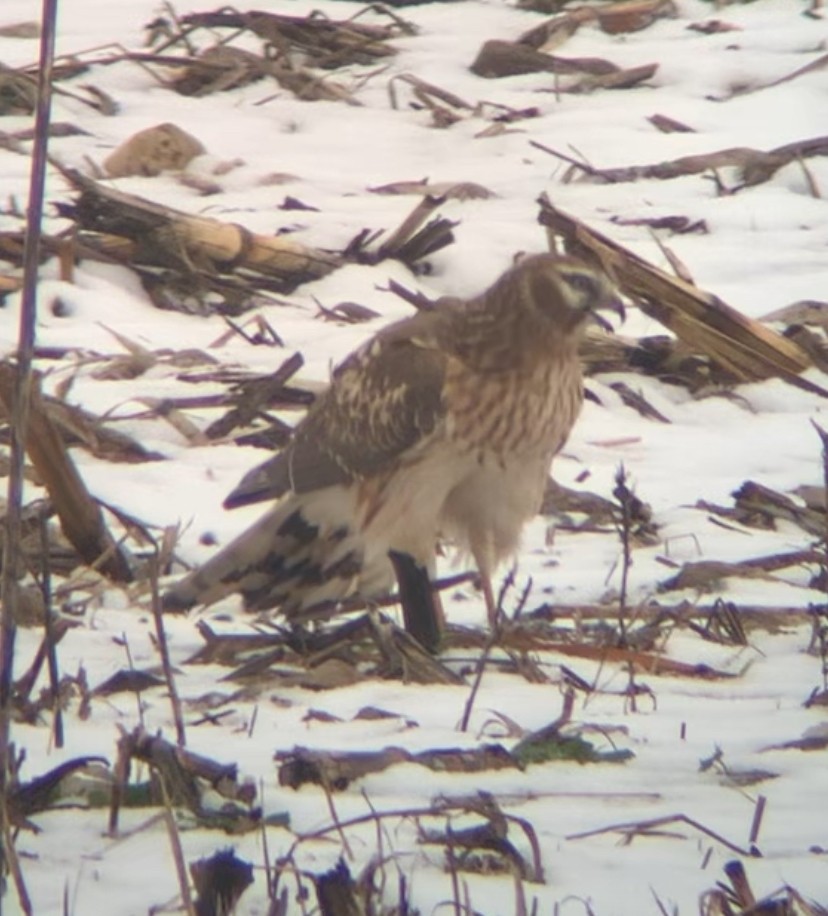 Pennsylvania Bird Atlas Checklist - 7 Jan 2024 - 416–498 Parkview Rd, Avella US-PA 40.24456, -80 ...