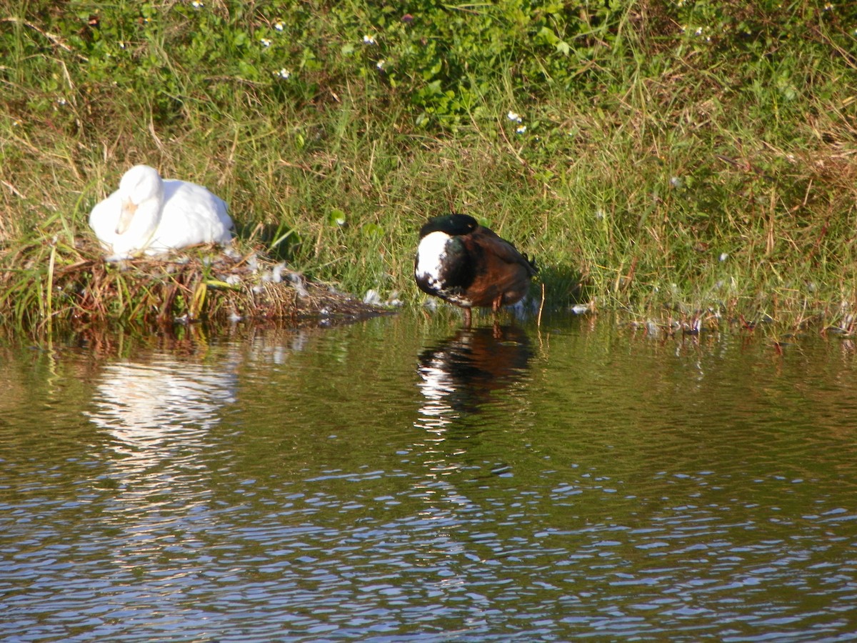 eBird Checklist - 7 Jan 2024 - Greenview Gulfcorse - 28 species