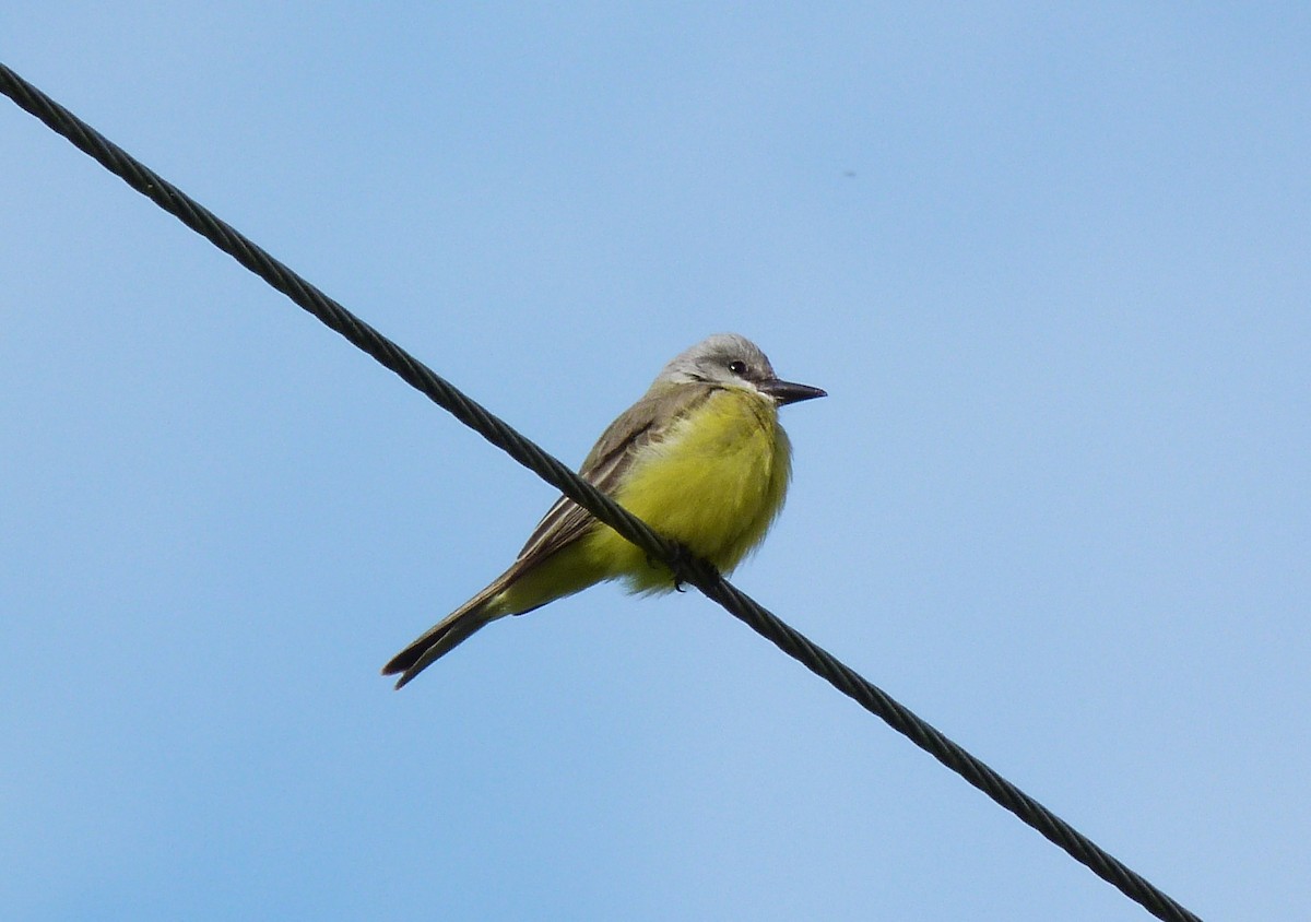 eBird Checklist - 7 Jan 2024 - Alexandre Dairy--southern pastures - 40 ...