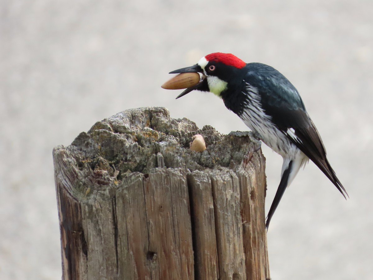 eBird Checklist - 6 Jan 2024 - Lopez Lake - 41 species