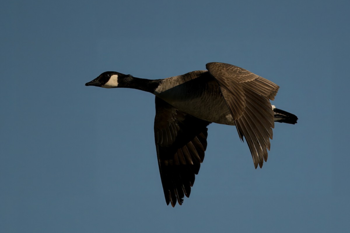 eBird Checklist - 7 Jan 2024 - Malibu Lagoon--State Beach including ...