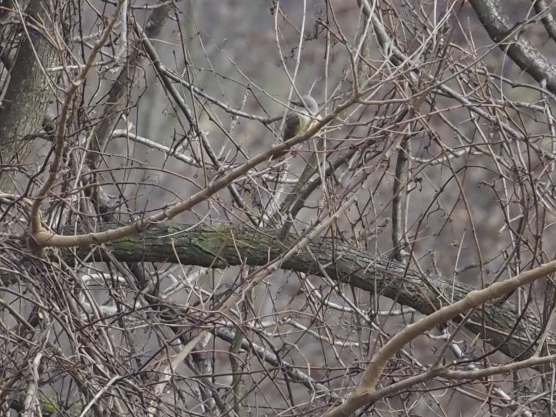 Pennsylvania Bird Atlas Checklist - 7 Jan 2024 - Exton Park - 10 species