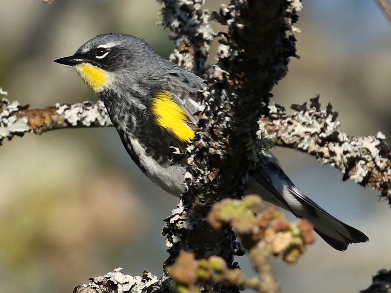 Yellow-rumped Warbler - eBird