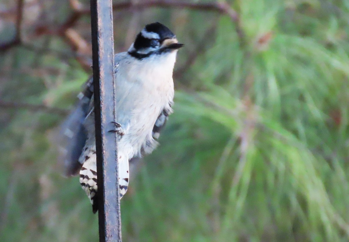 North Carolina Bird Atlas Checklist - 7 Jan 2024 - Prairie Ridge ...