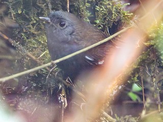 White-winged Tapaculo - eBird