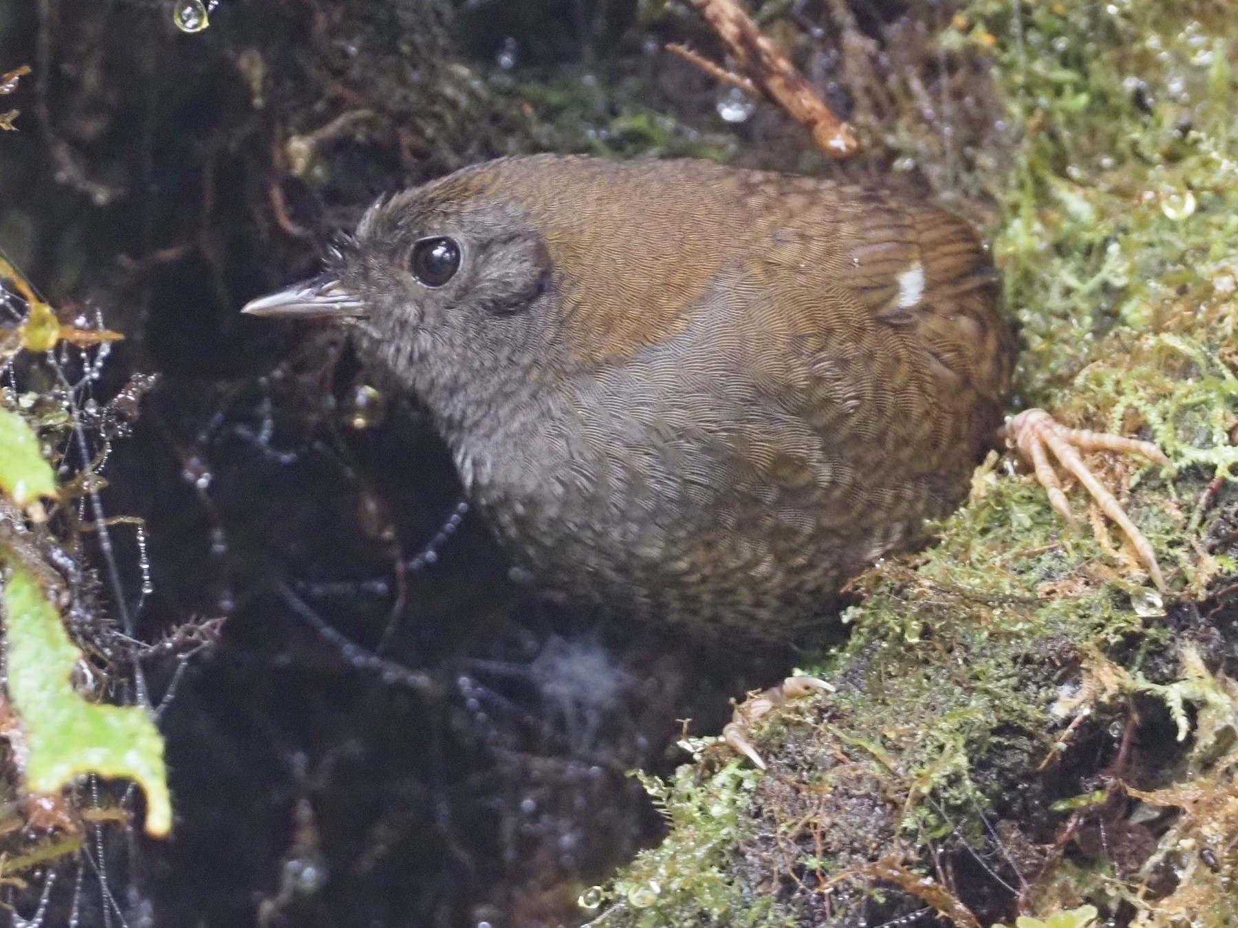 White-winged Tapaculo - eBird