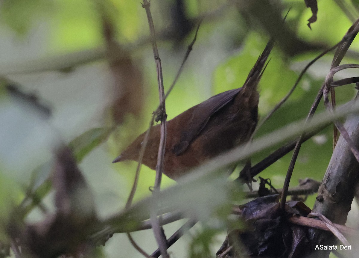 Evergreen-forest Warbler (Volcanic) - eBird
