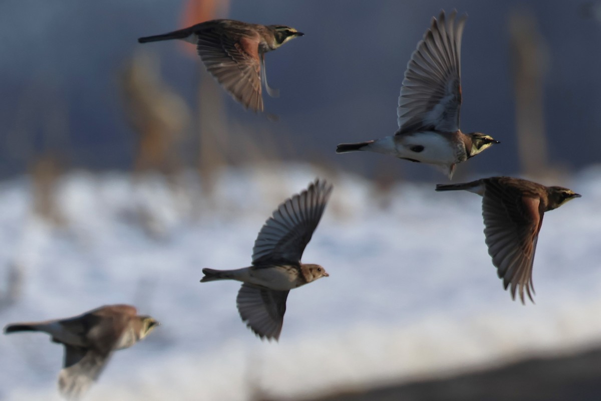 eBird Checklist - 8 Jan 2024 - Mertz Rd - 4 species