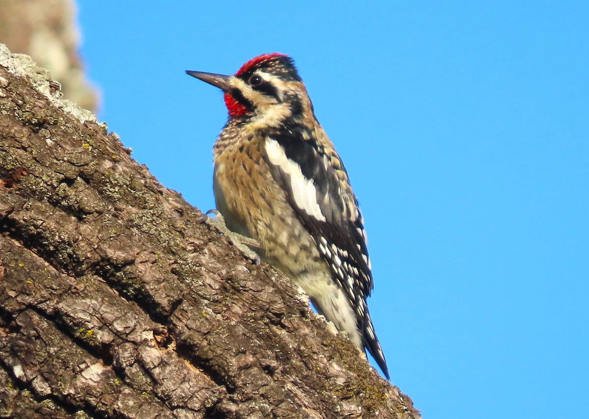 North Carolina Bird Atlas Checklist - 5 Jan 2024 - Sand Central Station - 13 species